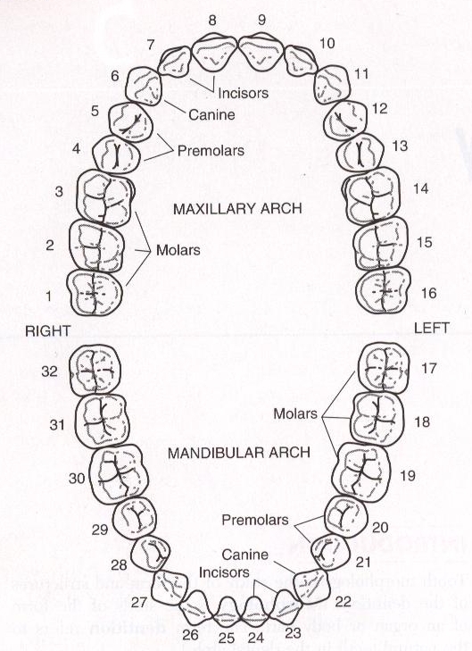 Tooth Numbers Barranca Dental Excellence